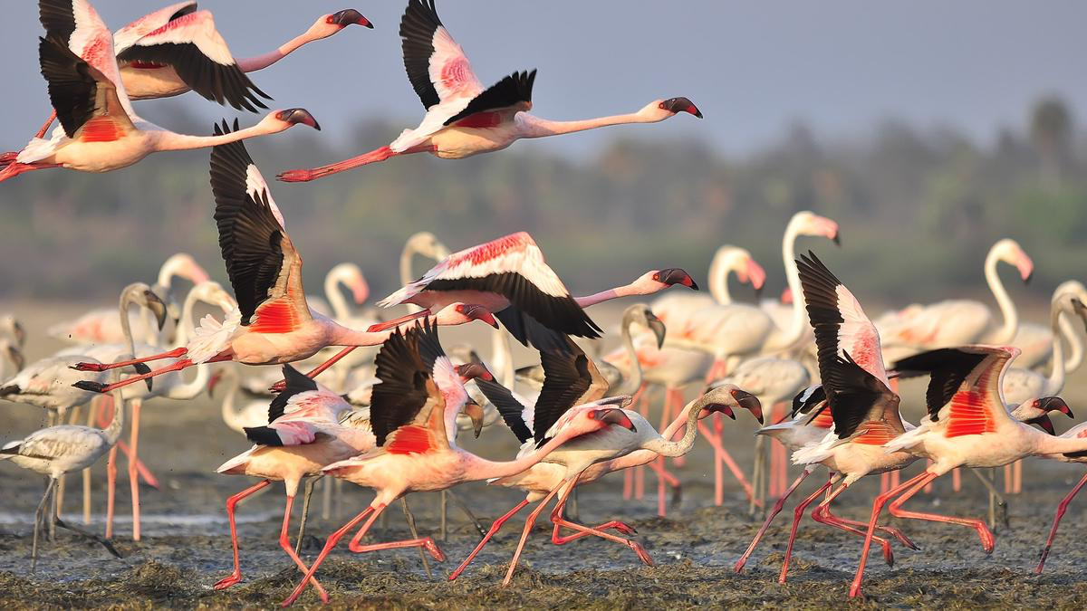 LESSER FLAMINGO-UPSC Current Affairs-IAS GYAN