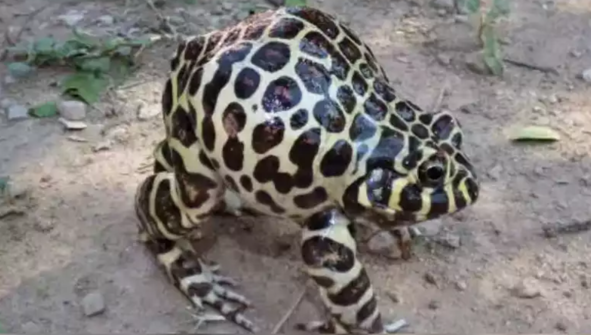 Leopard Print Frog