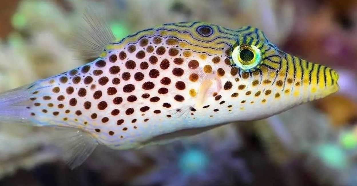 Leopard Toby Puffer