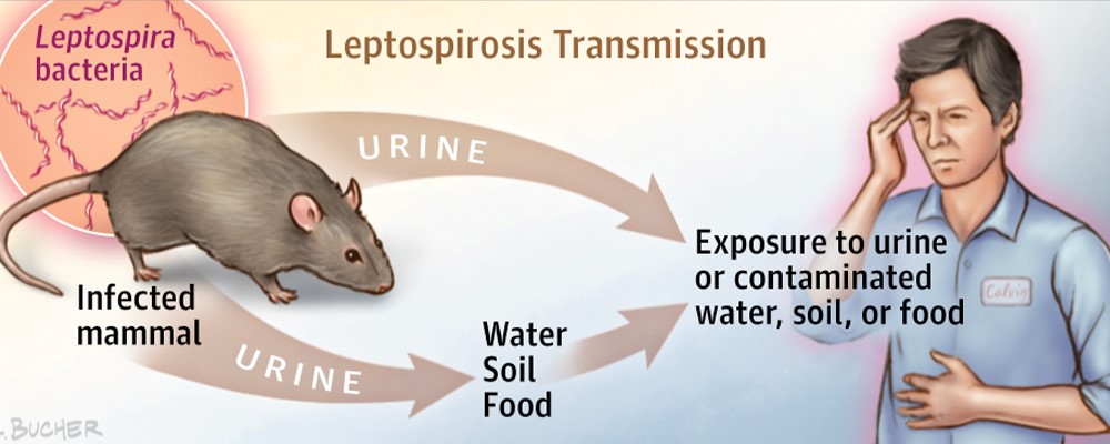 Leptospirosis -UPSC Current Affairs - IAS GYAN