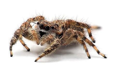 Ligdus Garvale | jumping spider |UPSC CSE