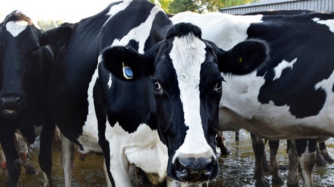 Livestock and Livestock Products Bill, 2023: Key Provisions and Impacts