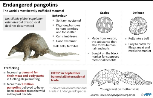 Discovery of a new pangolin species “Manis mysteria” UPSC