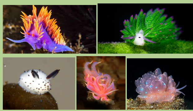 ZSI Discovers New Sea Slug Species UPSC