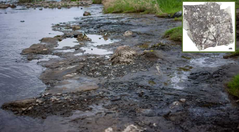 A Rare Discovery: Exceptionally Preserved Fossil Forest from the Late ...