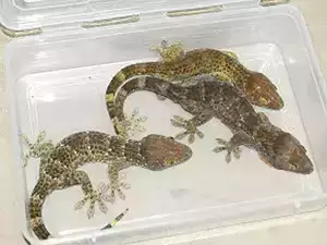 MIZORAM PARACHUTE GECKO -UPSC Current Affairs - IAS GYAN