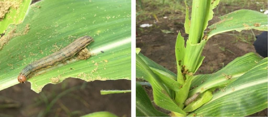Assam faces severe crop damage from caterpillars UPSC