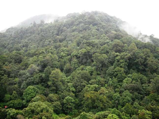 Montane Forests: Biodiversity and Ecosystems