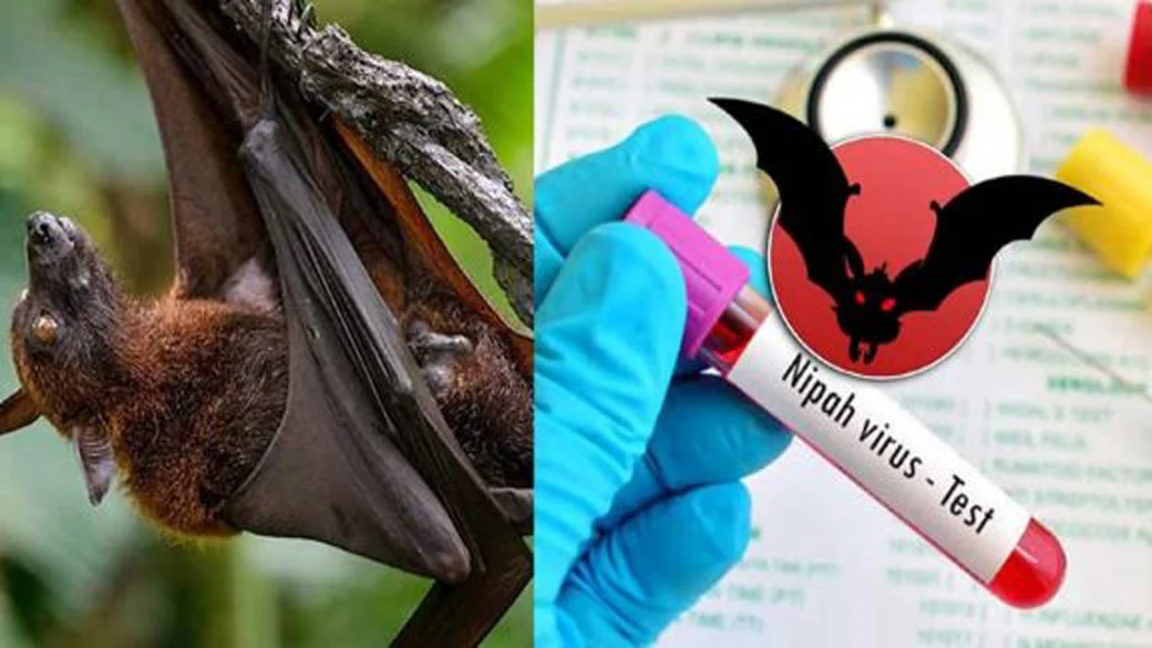 Nipah virus antibodies detected in Indian bats.