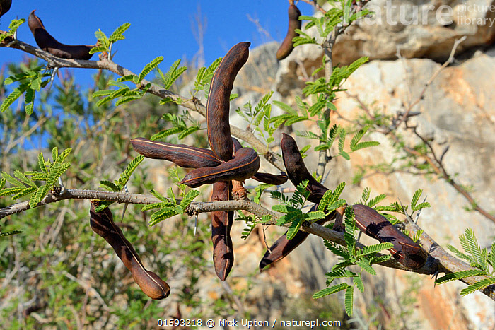 How invasive species threaten natural ecosystems | Invasive alien ...