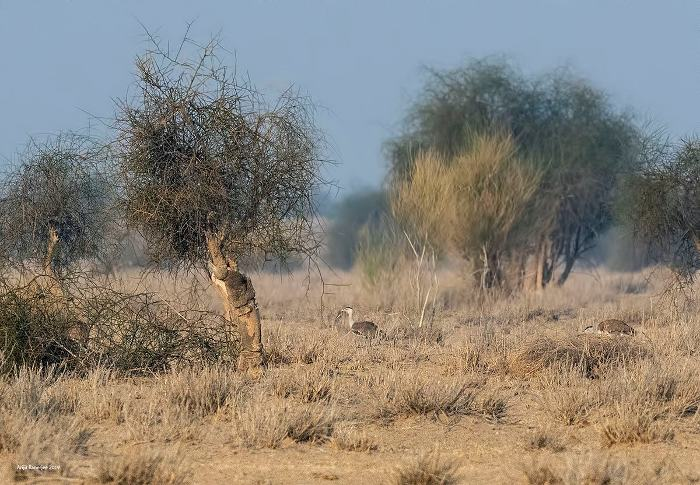 Orans' Deemed Forest Status in Rajasthan UPSC