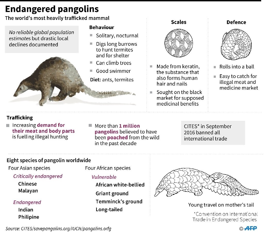 About PANGOLINS | UPSC Current Affairs | IAS GYAN