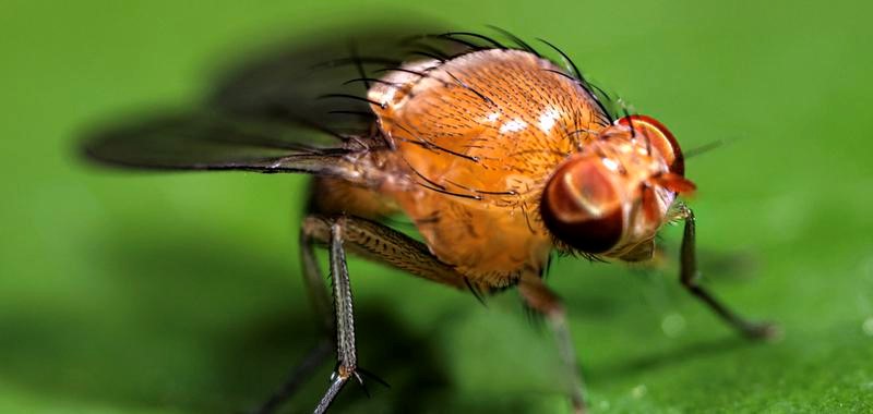 Parthenogenesis in Fruit Flies UPSC