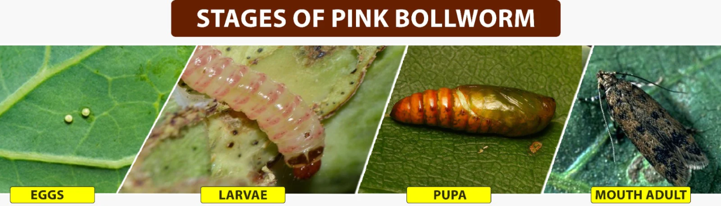 Pink Bollworm problem faced by cotton farmers UPSC