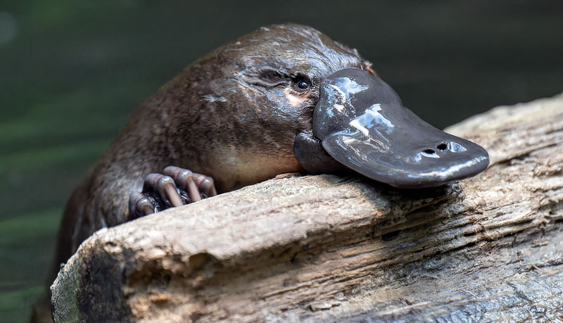 Research conducted on platypuses and their habitats UPSC