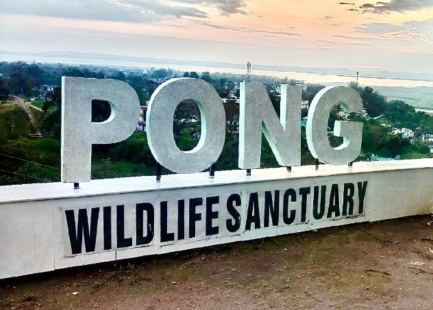 Pong Dam Lake, Maharana Pratap Sagar