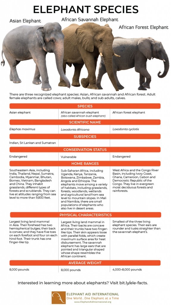 Project Elephant - UPSC Current Affairs - IAS GYAN