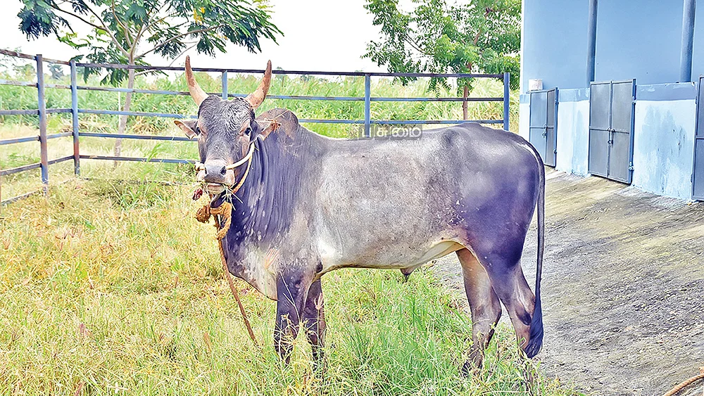 Pulikulam bulls starred in Pongal festivities UPSC