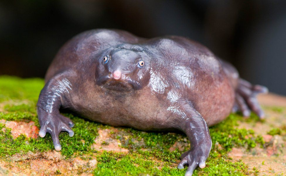 Conservation for Endangered Purple Frog Species UPSC