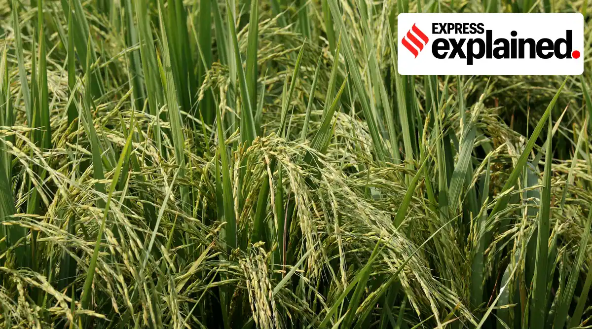 Punjab ban PUSA-44 paddy variety UPSC