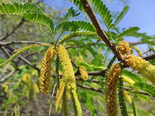 Prosopis juliflora