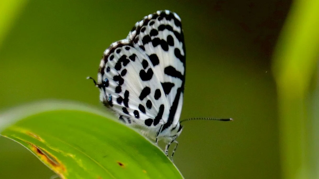 Butterfly survey at Ralamandal Wildlife Sanctuary UPSC