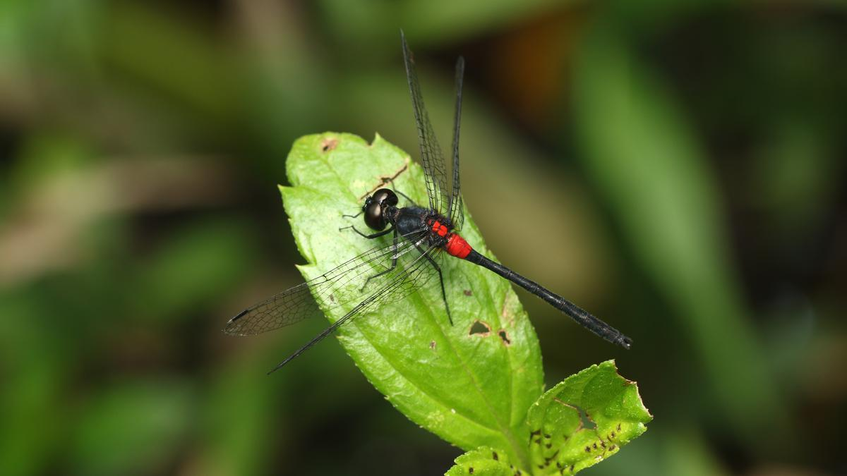 Dragonfly species ‘Red-rumped Hawklet’ discovered in Wayanad UPSC