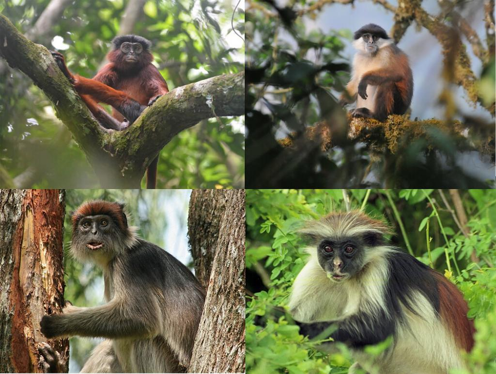 Red colobus | Colobines | IAS exam
