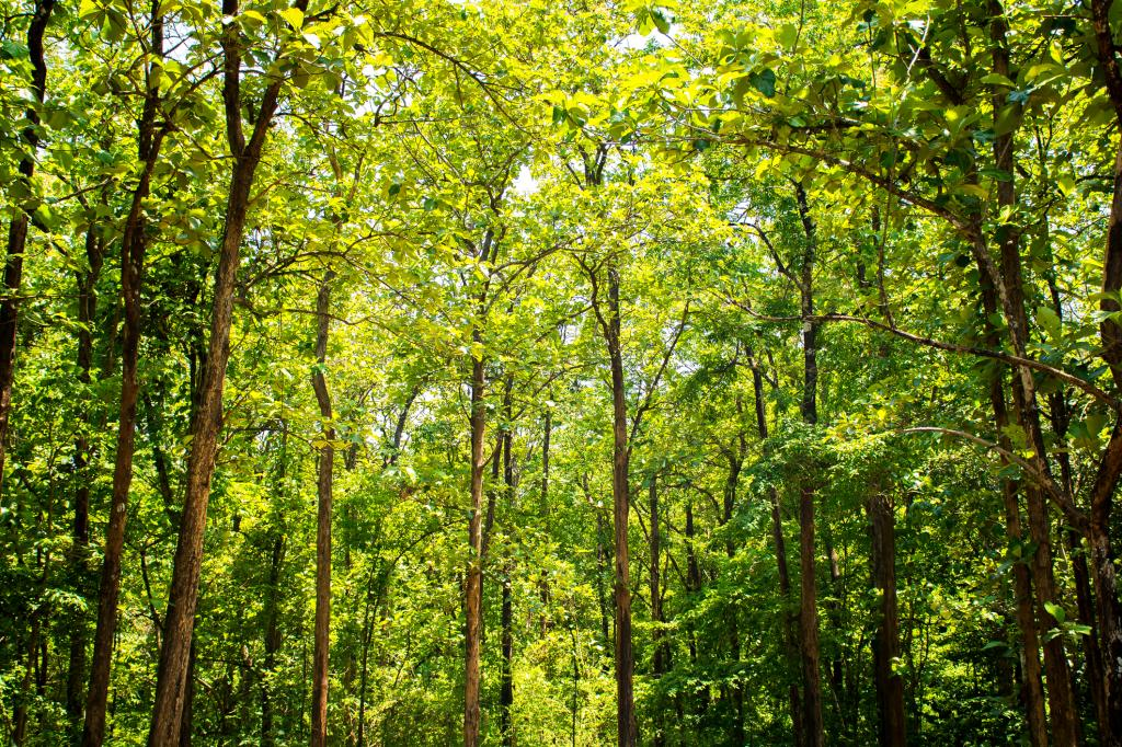Revised National Forest Policy discussion | India’s Forest policy | IAS