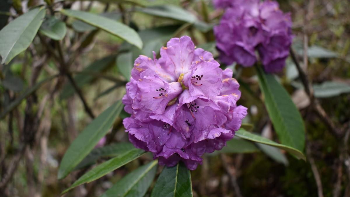 Rhododendron