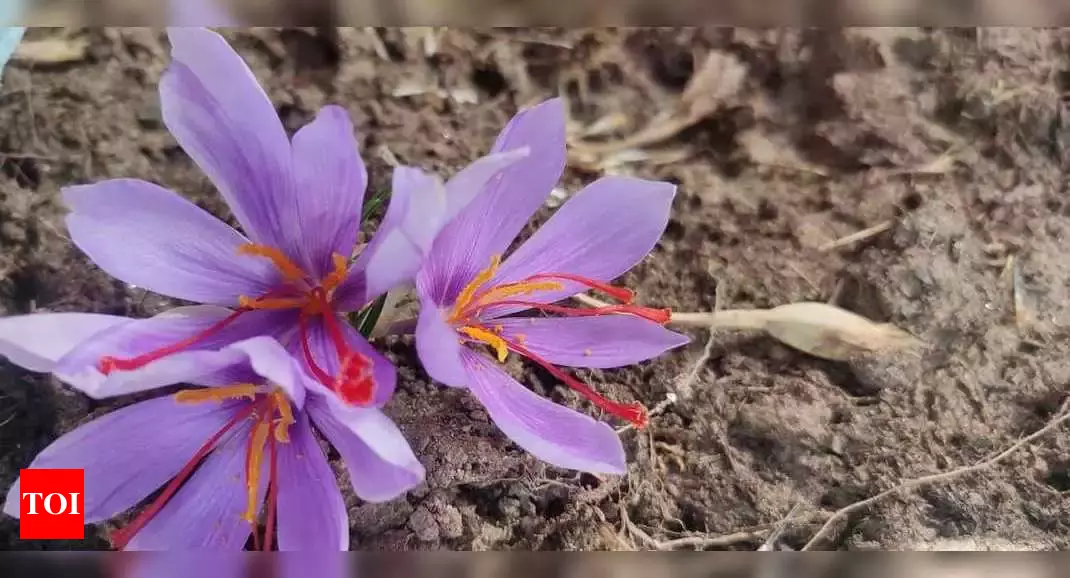 Saffron farming hindered by cement factories UPSC