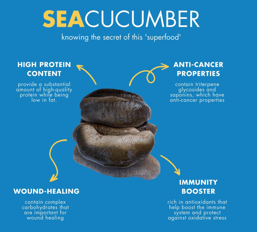 Sea cucumbers are reef lifesavers UPSC