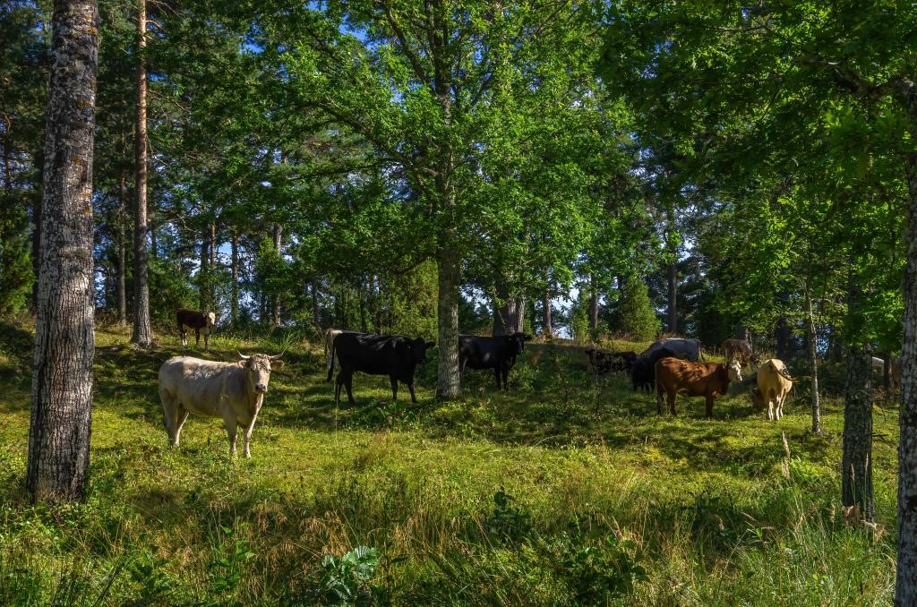 Silvopasture: Integrating Trees, Livestock, and Forage for Sustainable ...