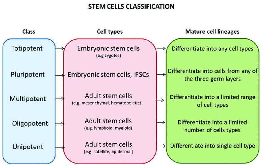 About Stem Cells | UPSC Current Affairs | IAS GYAN