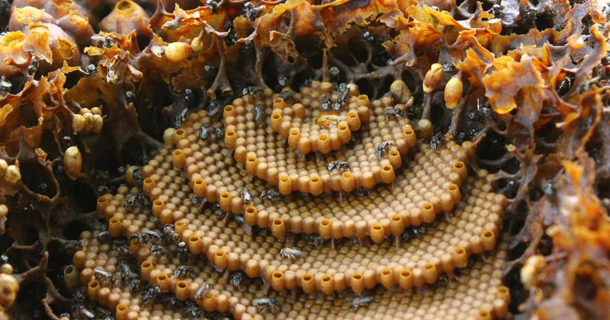Indigenous Bee Conservation in the Amazon UPSC