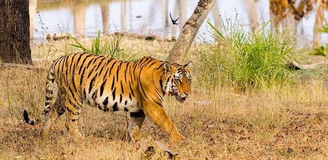 All about Satpura Tiger Reserve