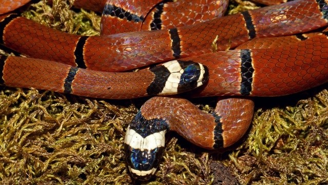 Sinomicrurus gorei: New Coral Snake UPSC