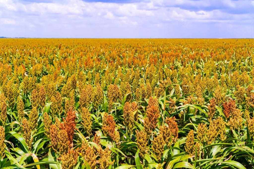 Sweet Sorghum: A Crop for Climate-Resilient Agriculture UPSC