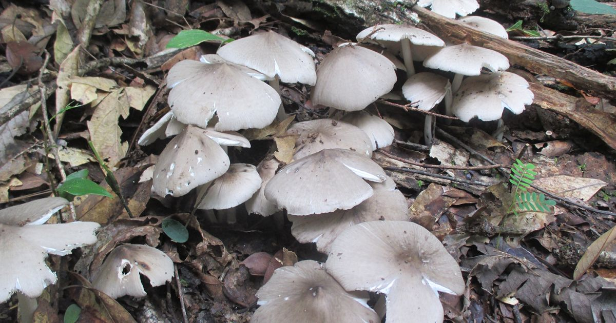 Goa Researchers Claim Breakthrough in Gold Nanoparticles UPSC