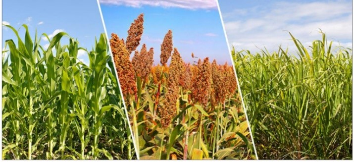 Talks with Farmers: Crop Diversification Proposal Explained | UPSC