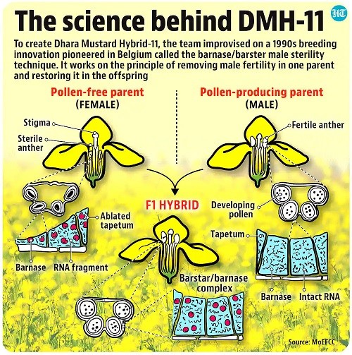 Transgenic Mustard Hybrid | UPSC