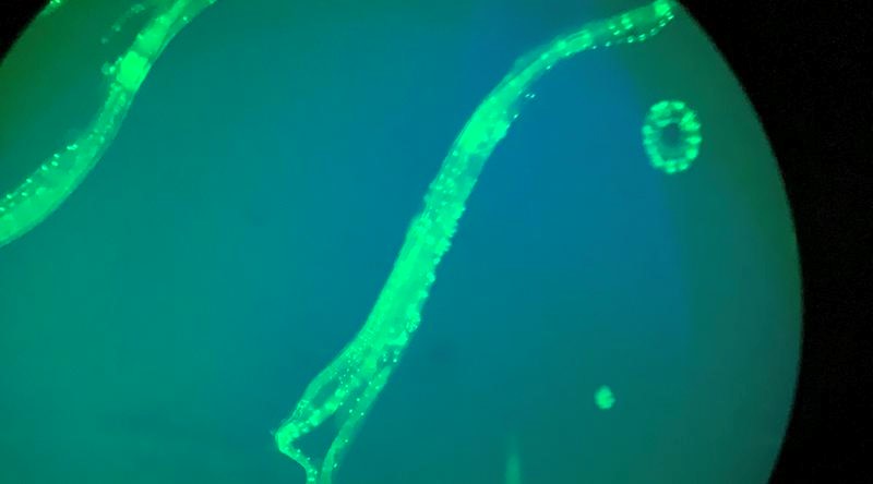 Trans-Generational Behavior in Caenorhabditis elegans UPSC