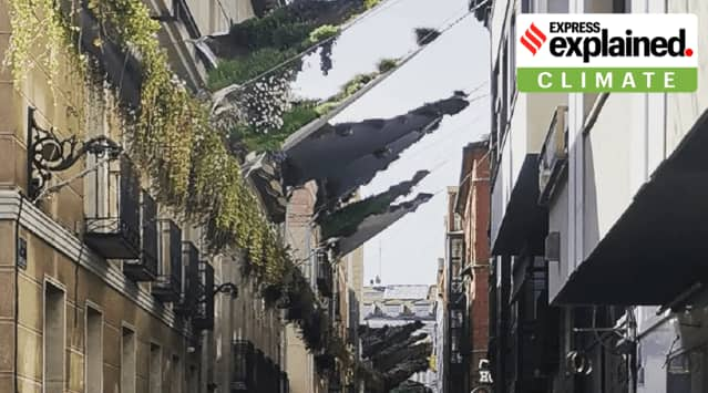 Using Vegetated Canopies to Mitigate Heatwaves and Enhance Urban Spaces