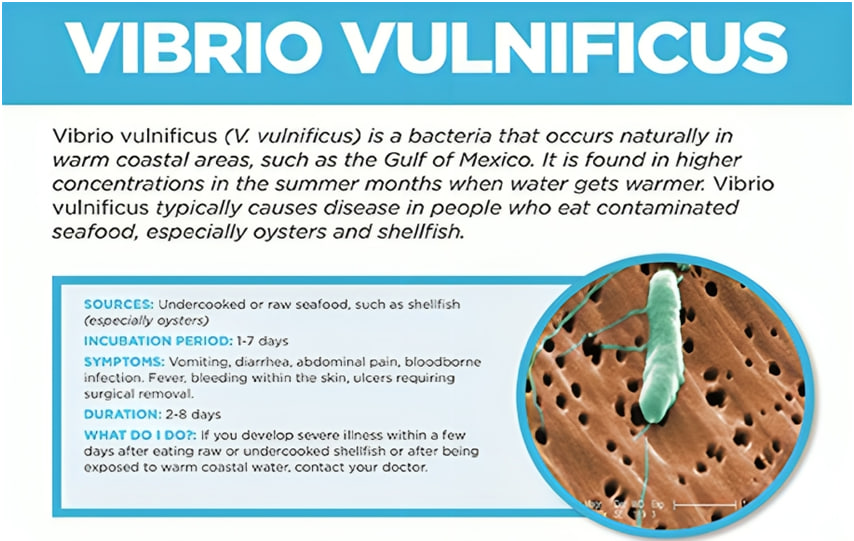 Vibrio vulnificus or flesh-eating bacteria spreading in the US UPSC