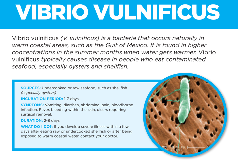 Vibrio vulnificus, a potential threat to coastal populations UPSC