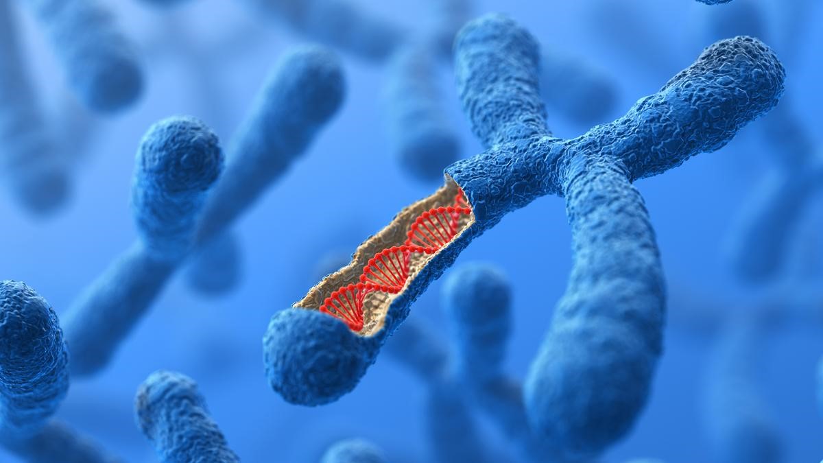 X chromosome revival and autoimmune disease risk UPSC