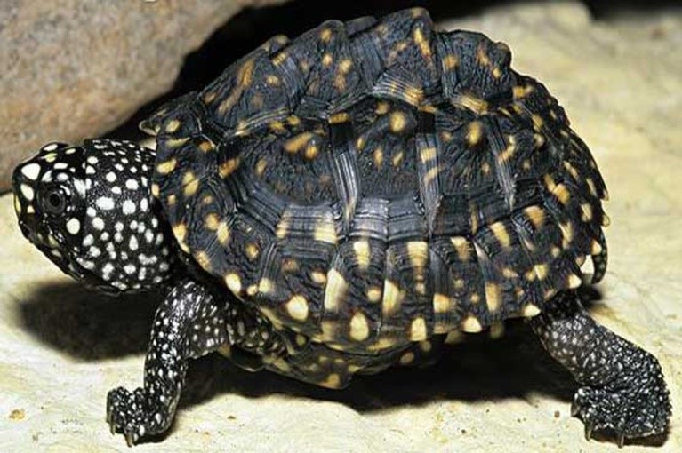 Rare turtles rescued in Maharashtra return to Assam