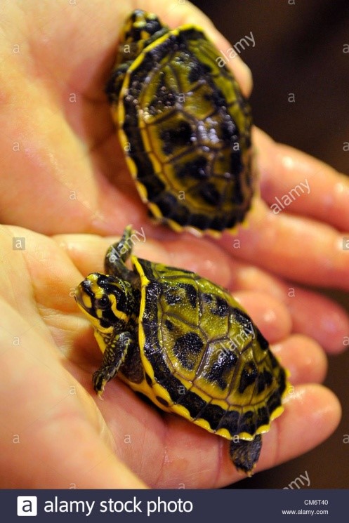 Rare turtles rescued in Maharashtra return to Assam