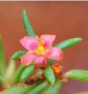 New species of sun rose