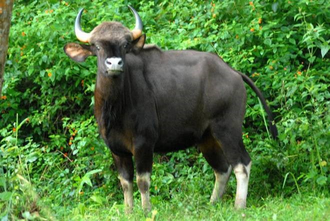 The Indian Bison, Why in news?